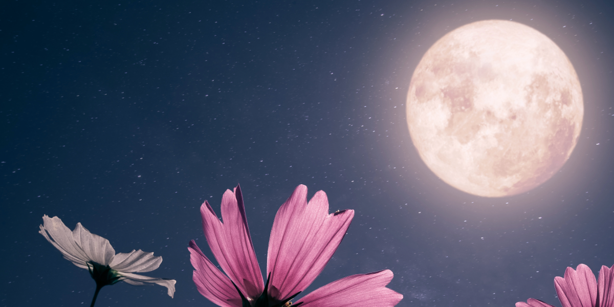 The Pink Moon Skin-fulness Practice — Graydon Skincare