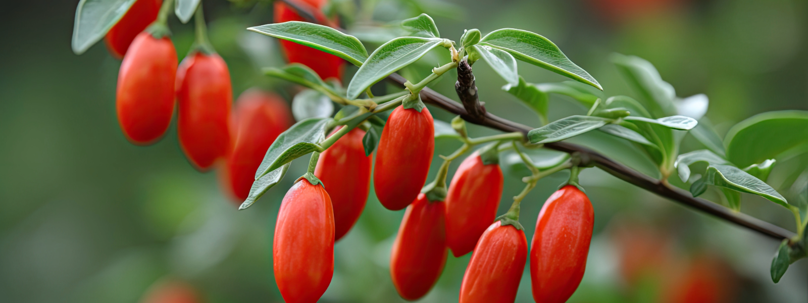 Ingredient Highlight: Goji Seed Oil — Graydon Skincare